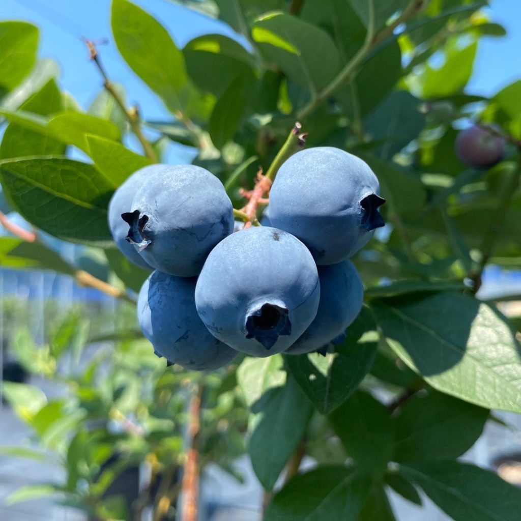 7/1(金)BERRY BERRY FARM TOKIオープン！ | 土岐市観光協会